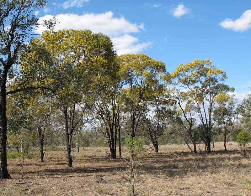 The TAXA Tree Gallery