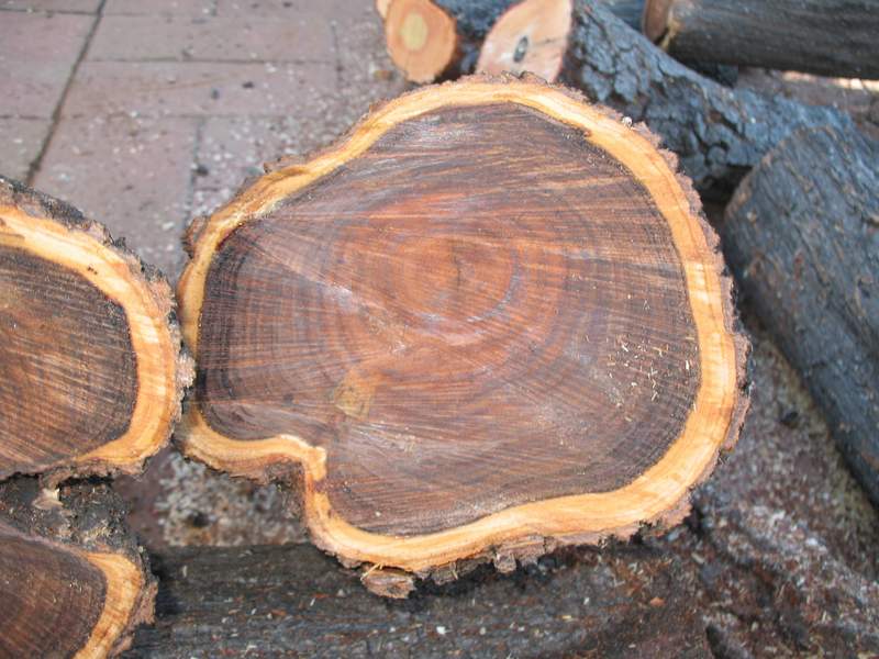 The TAXA Tree Gallery