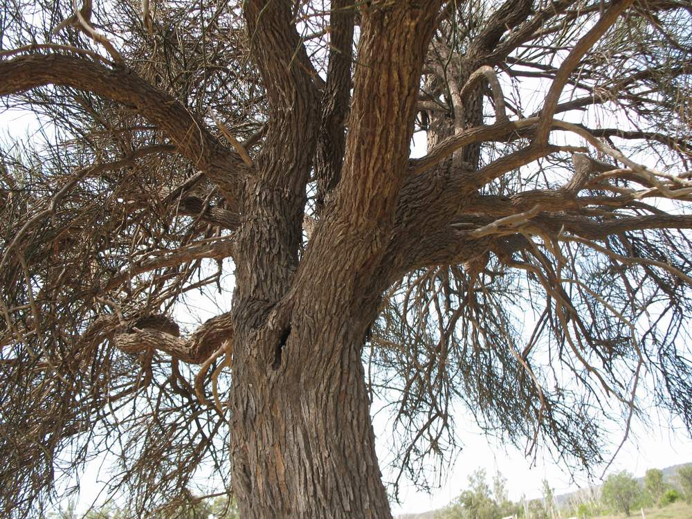 The TAXA Tree Gallery