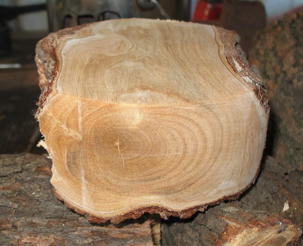 The TAXA Tree Gallery