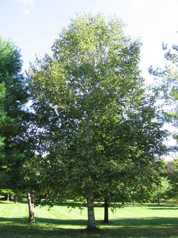 The TAXA Tree Gallery