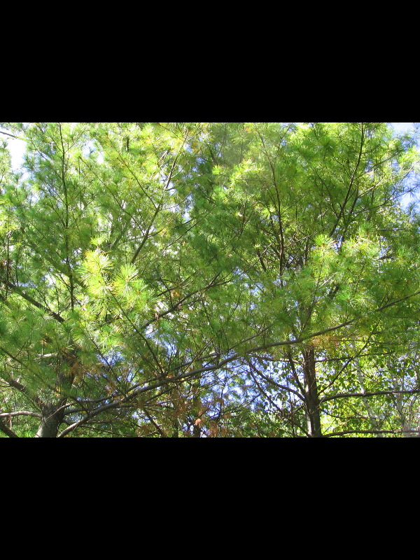 The TAXA Tree Gallery