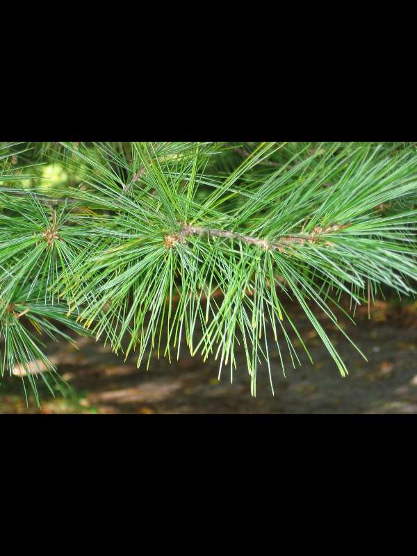 The TAXA Tree Gallery