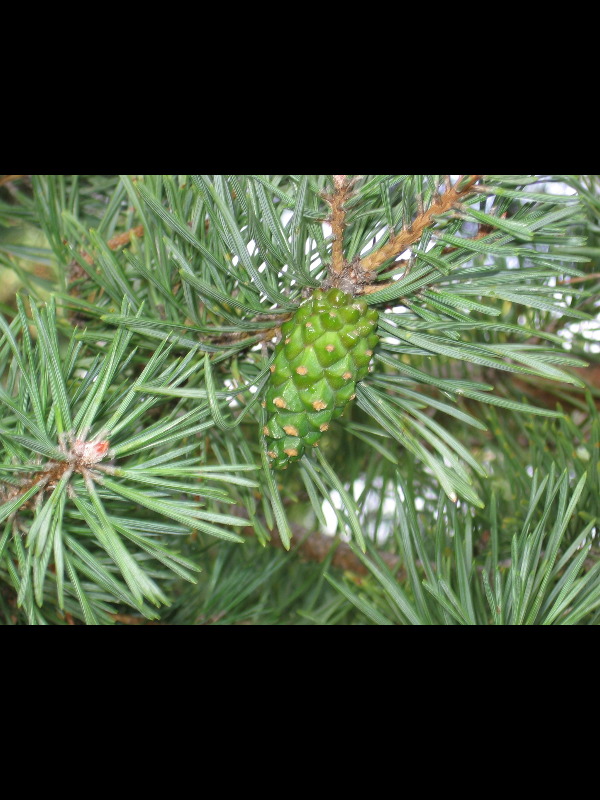 The TAXA Tree Gallery