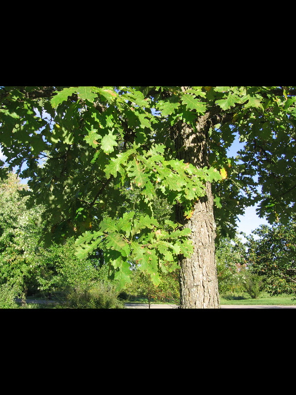 The TAXA Tree Gallery