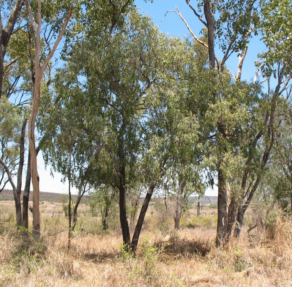 The TAXA Tree Gallery