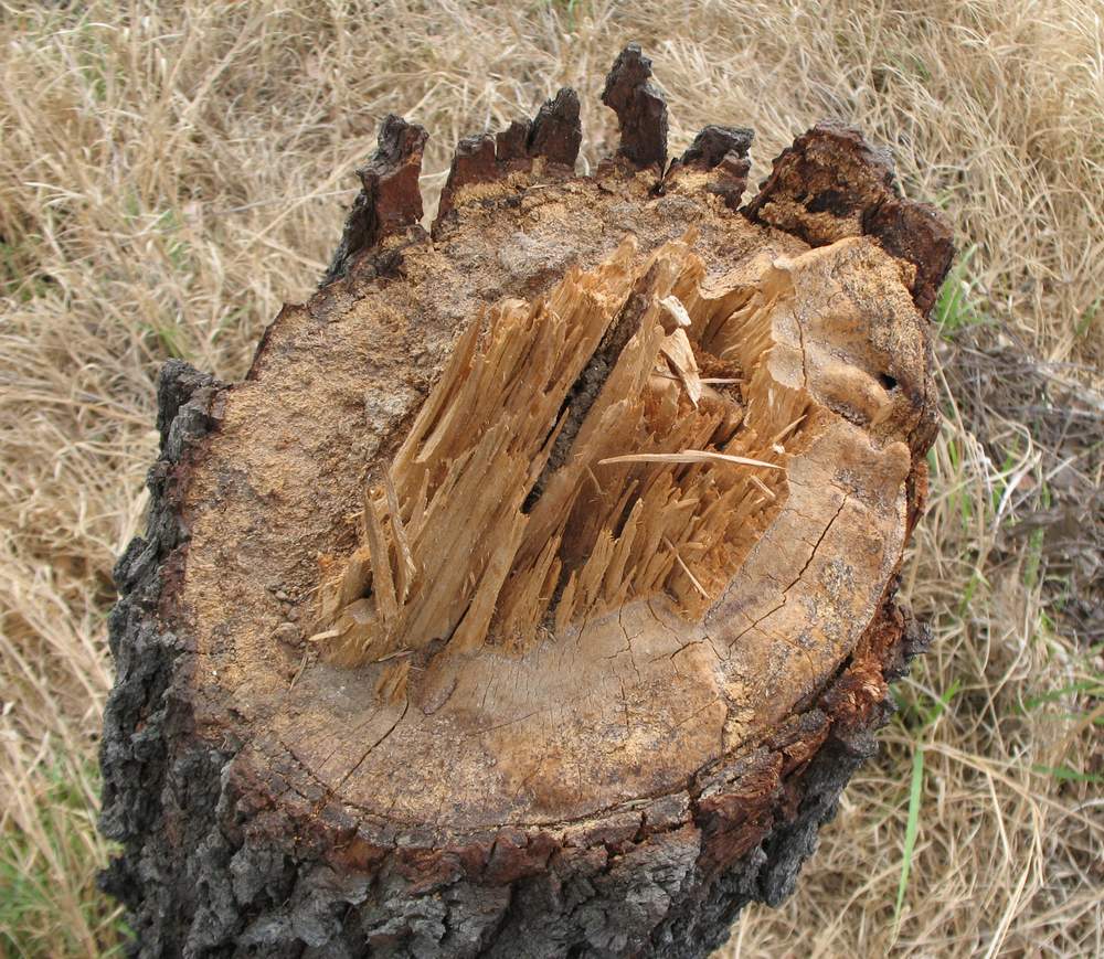 The TAXA Tree Gallery